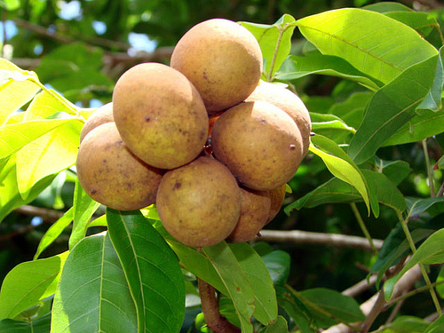 Pitombeira - Talisia esculenta
