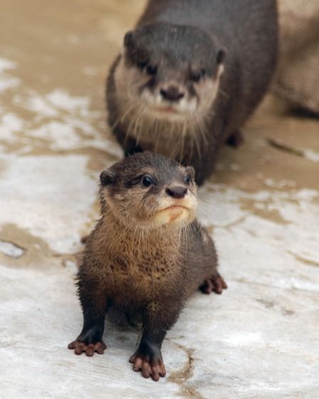 VIDRA / OTTER /-Kada plivaju sa velikim brzinama, oni valjaju i svo ...