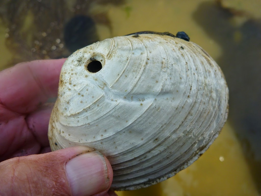 Buzz's Marine Life of Puget Sound: JUST WHEN YOU THINK YOU KNOW ...