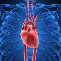 Definition of Normal Heart Rate | Heart Palpitations