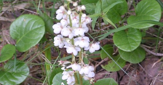 Pyrola herb (LU XIAN CAO)-Pyrola rotundifolia-Herba Pyrolae