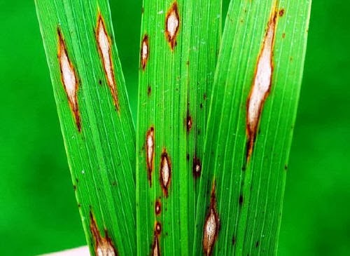 Usaha Pencegahan dan Pengendalian Penyakit Blas pada Tanaman Padi ~ BP ...