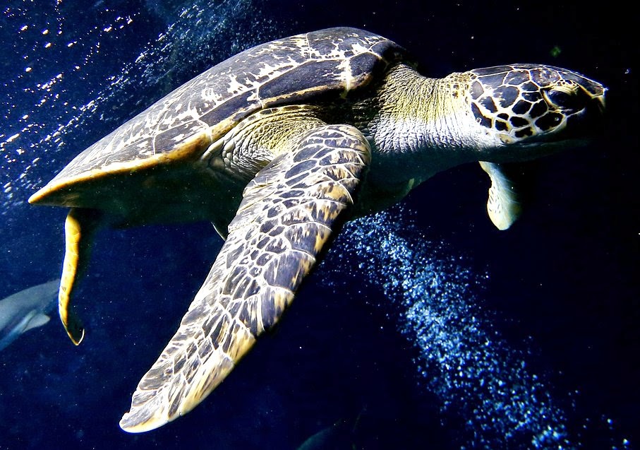 The Flying Tortoise: World Turtle And Tortoise Day...