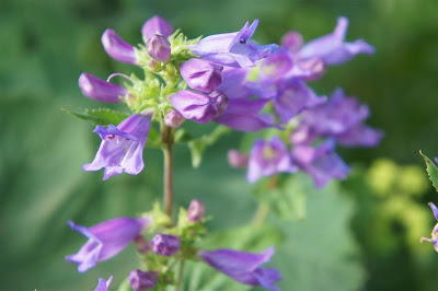 Sous le ciel ardennais ...: Penstemon azureus : la récolte ...