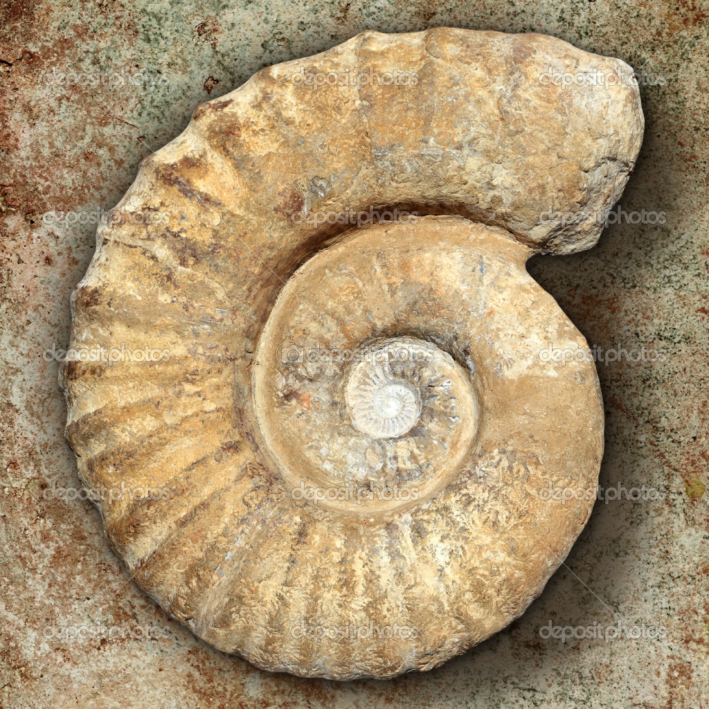 French Vocabulary Illustrated: colimaçon