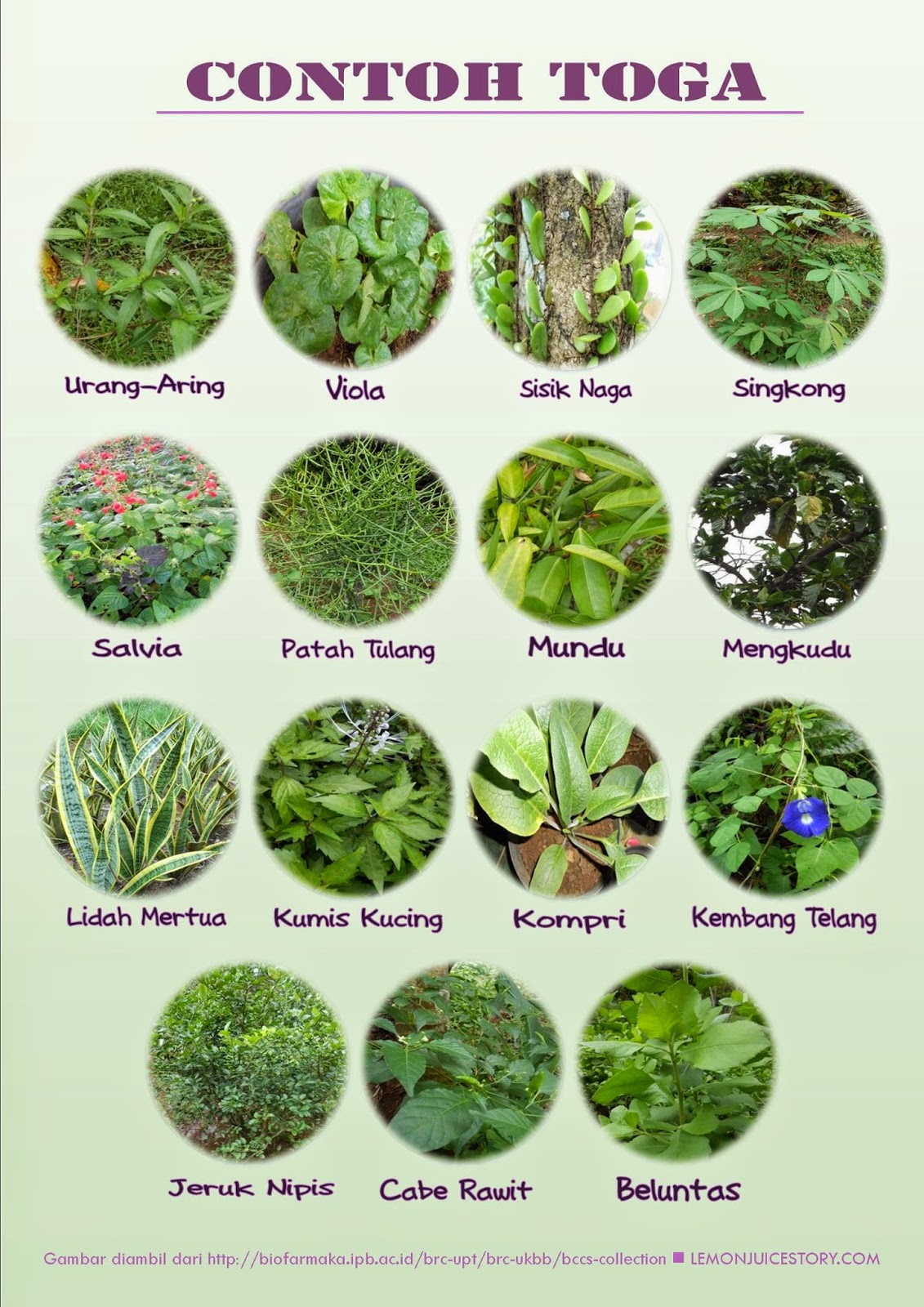 Mencintai Jamu sejak Dini dengan Edukasi ‘TOGA’ | LEMON JUICE STORY