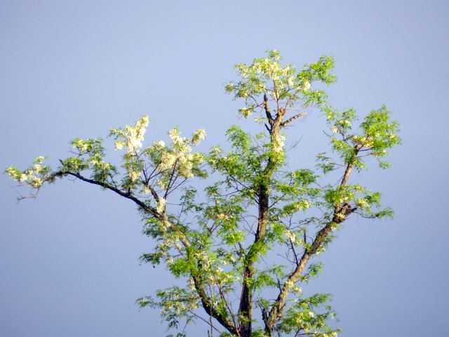 Blue Country Magic: Locust Trees