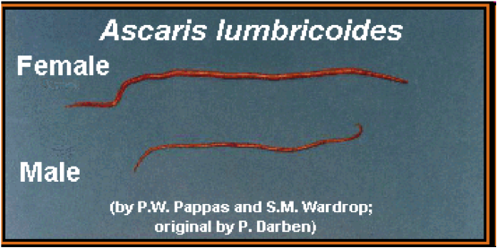 Analis: MACAM-MACAM TELUR CACING PARASIT