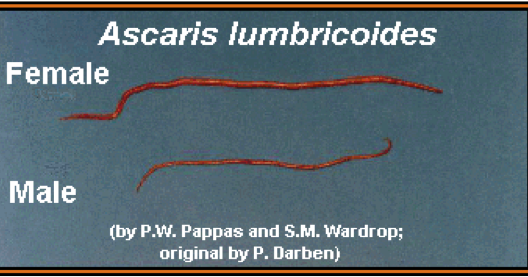 Analis: MACAM-MACAM TELUR CACING PARASIT