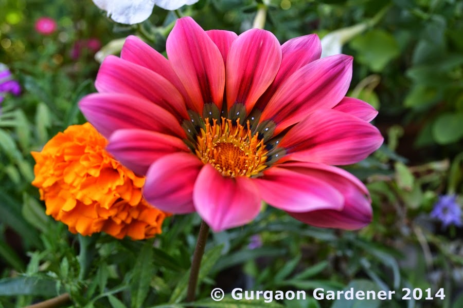 Gurgaon Gardener: Red Flower Plants for Your Garden