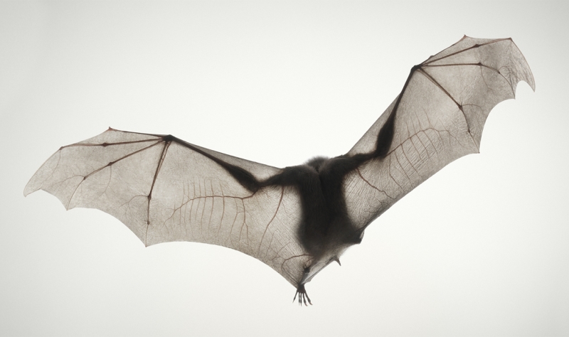 El Hurgador [Arte en la Red]: Tim Flach (II, 'More Than Human ...