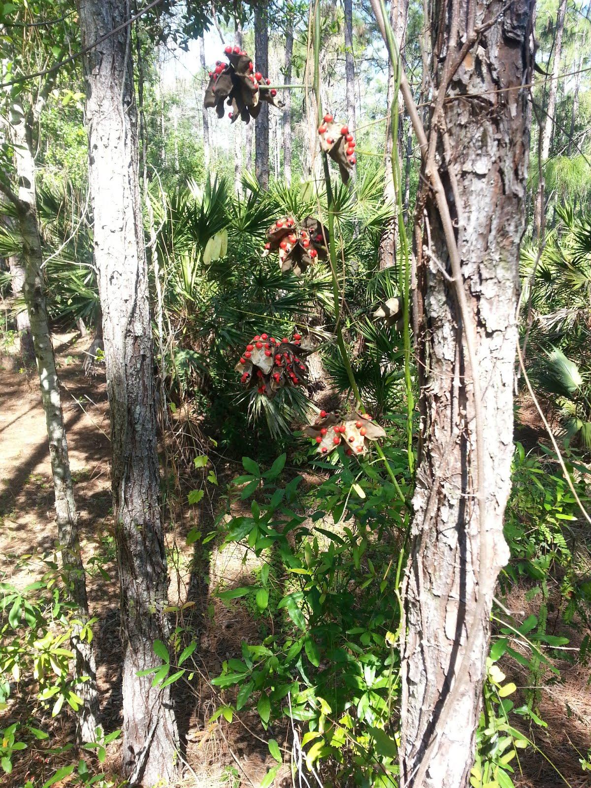 Team Moringa: Calusa Nature Center