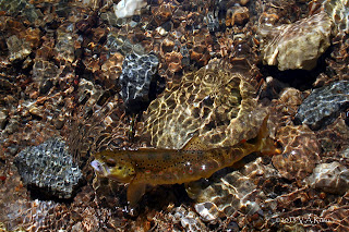 Vladys Fly Fishing Lair: Killer Dry Fly - Modified Jingler (Part I)