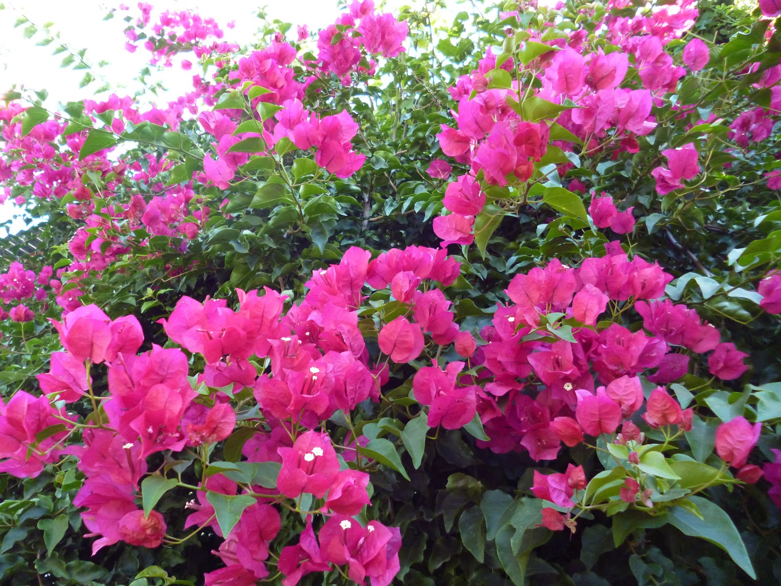 Fotografias Tu Confidente: Santa Rita