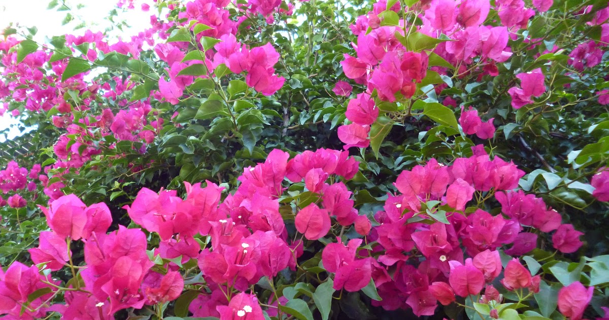 Fotografias Tu Confidente: Santa Rita