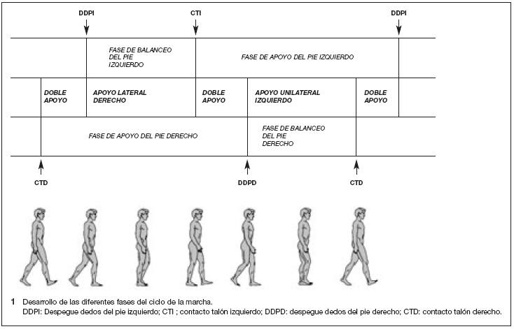 SPACE KINESIOLOGY: DEFINICION, TIPOS Y CARACTERISTICAS DE LA MARCHA ...