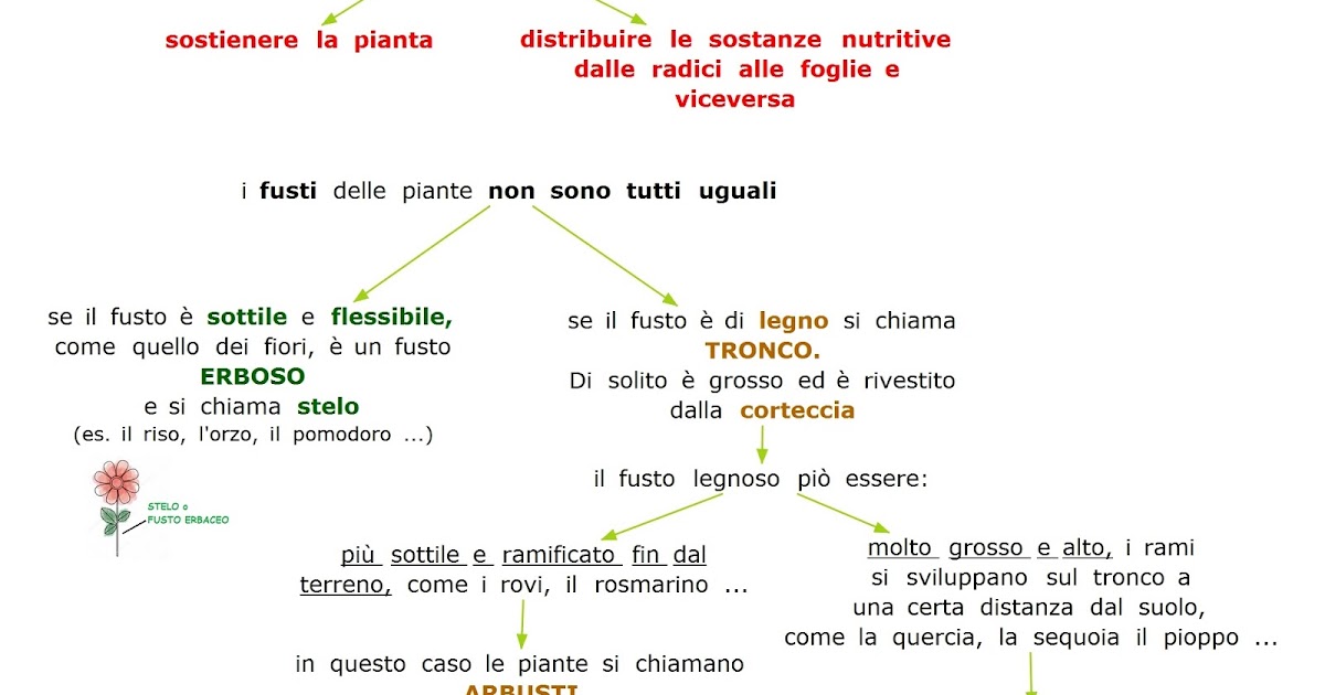 Paradiso delle mappe: Il fusto