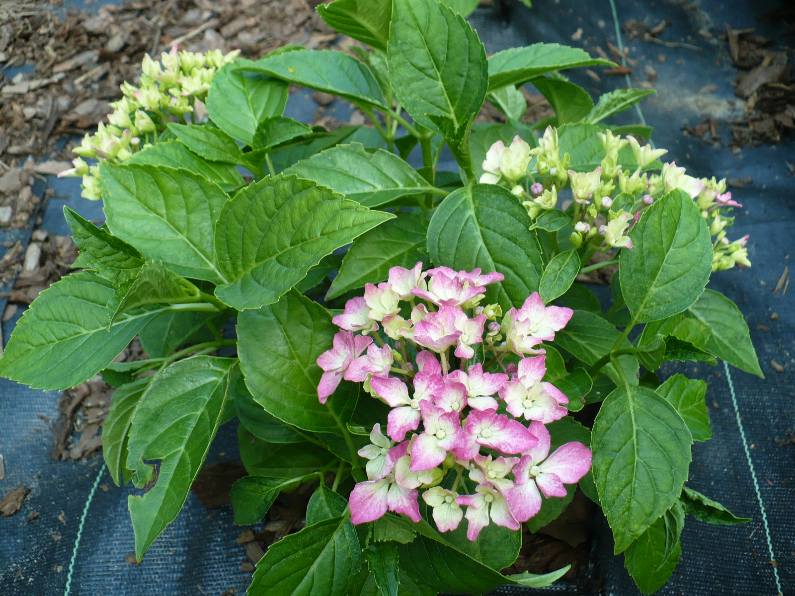 Hydrangea, Hortensja: Hydrangea macrophylla (Hortensja ogrodowa) 'Pia'