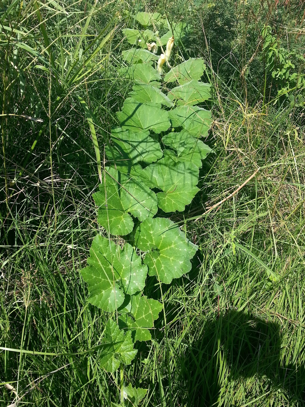 Amadumbe or Madumbis: a Traditional Harvest of Rural KwaZulu-Natal