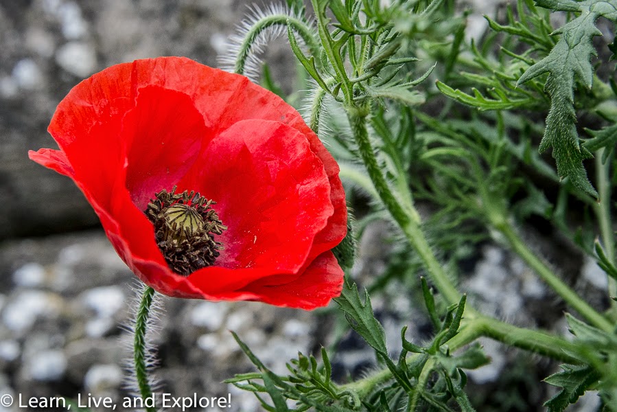 A Week in Belgium: WWI Centennial in Flanders Fields ~ Learn, Live, and ...