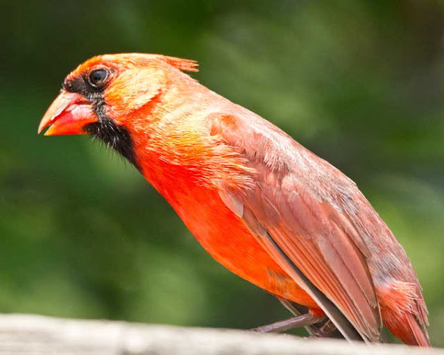 East Gwillimbury CameraGirl: Cardinal/World Bird