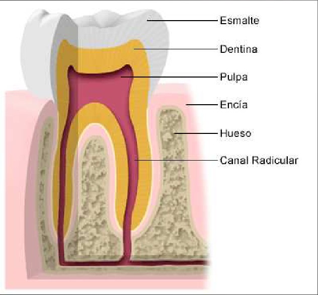 Embriologia buco dental