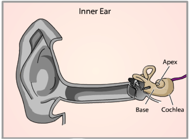 Audio, Image and Video Processing: Week 4: Hearing