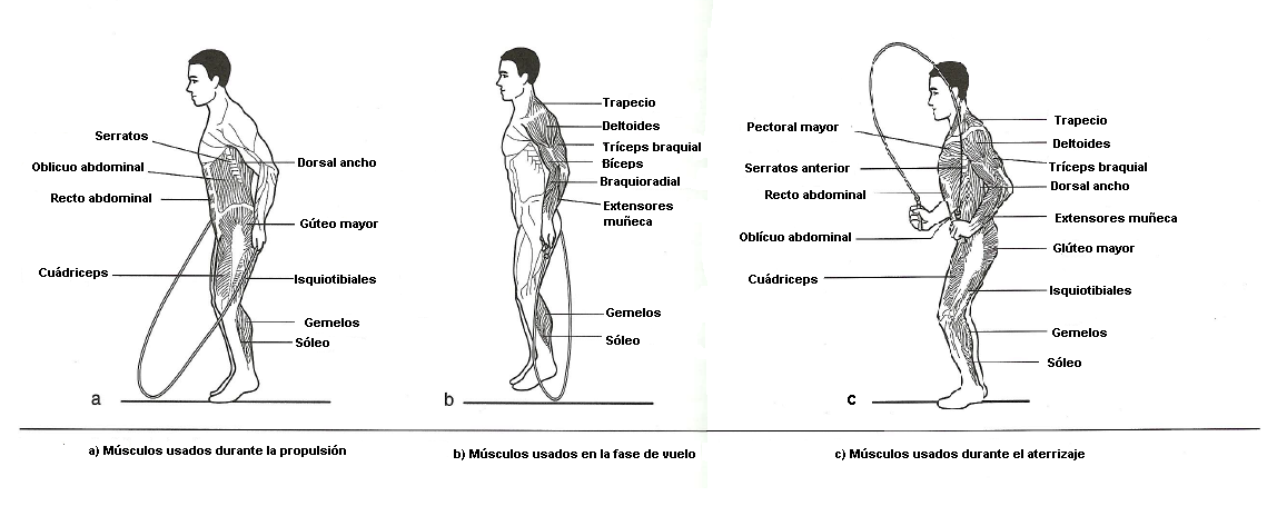El Dojo de Kalvin: ¿Que músculos trabajan mientras brincas cuica(soga)?