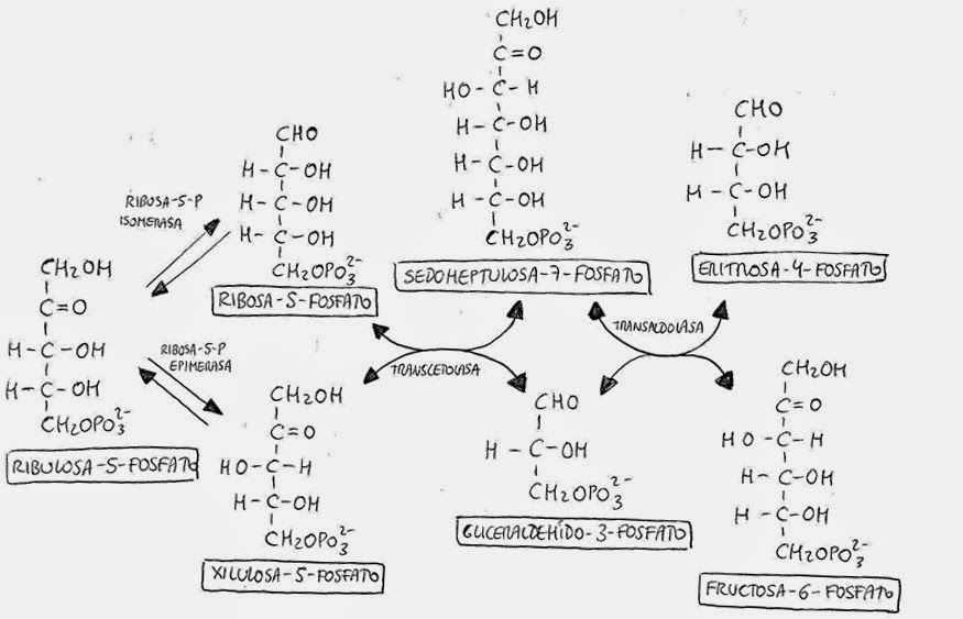 fructosa-6- fosfato y