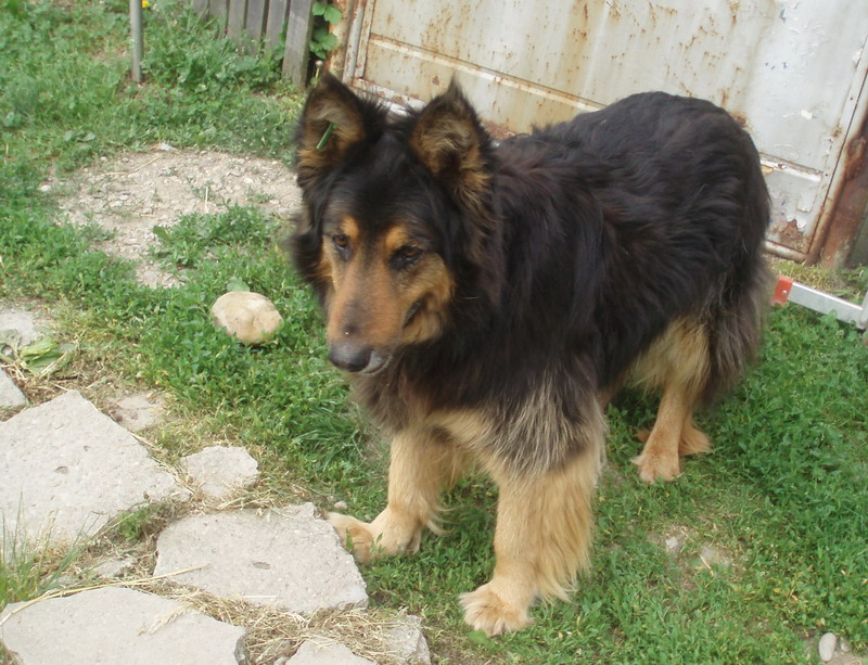 Blogul Simonei: Viaţă grea. Poze cu câini