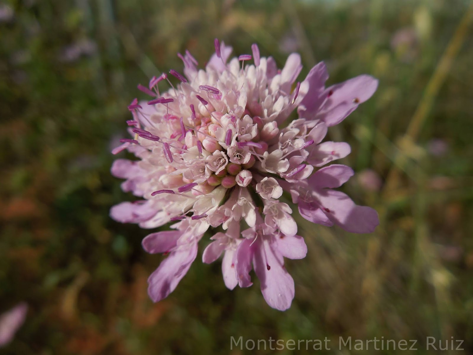 SCABIOSA COLUMBARIA - BOTÀNIC SERRAT