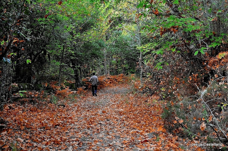 VISIÓN: FOTOS Y POESÍA: Sendero