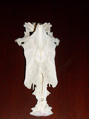 Saved by Grace: God’s Signature: The Crucifix Fish