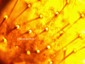 Microscope World Blog: House Fly Under Microscope!