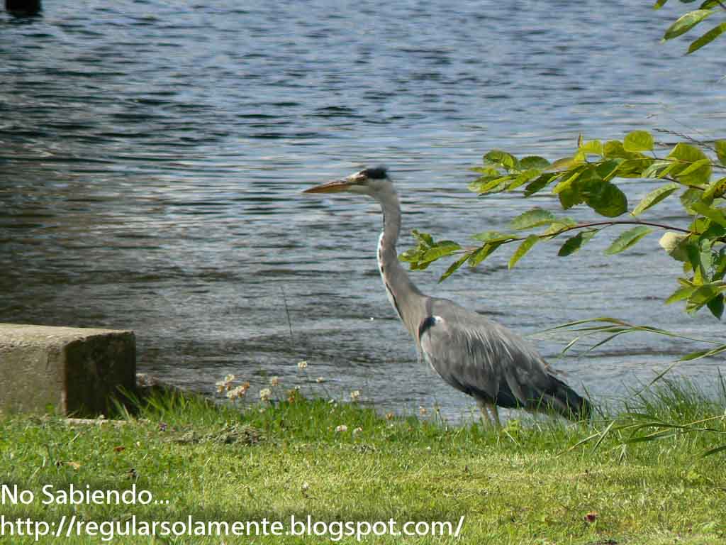 GARZA REAL (Ardea cinerea)