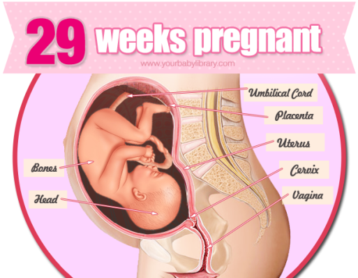 29 Weeks Fetus In Womb