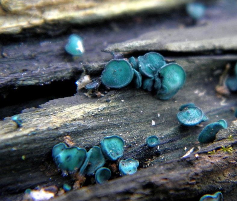 Gombahatározás mikroszkóppal (is): július 2013