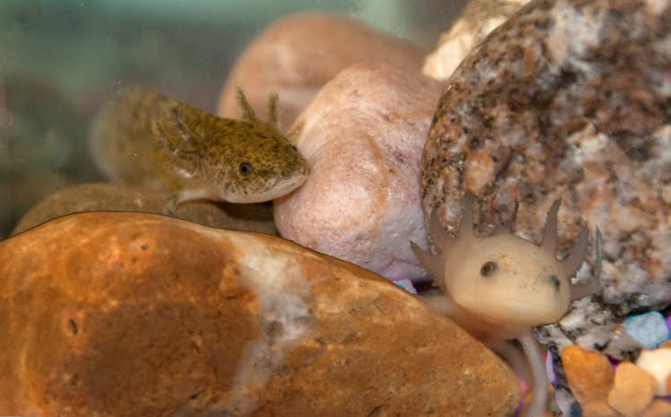 Pacific Science Center Life Sciences: Name the Axolotls