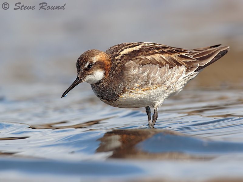 Steve Round Wildlife Photography: Red-necked Phalaropes from Iceland