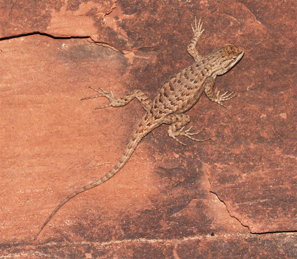 Cuyamaca Woods Mountain Journal: A Diversion to Southern Utah, Part 1 ...