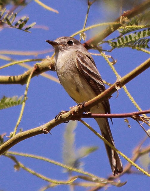 Birding Without Barriers: A Two Whatzit and One Warbler Day!