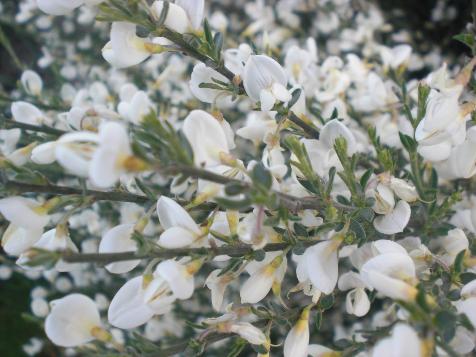 Perfumes y luces de Extremadura: Escoba blanca. Cytisus multiflorus.