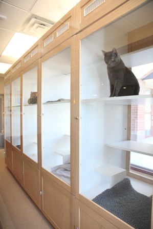 Panduan boarding kucing - KEKUCING