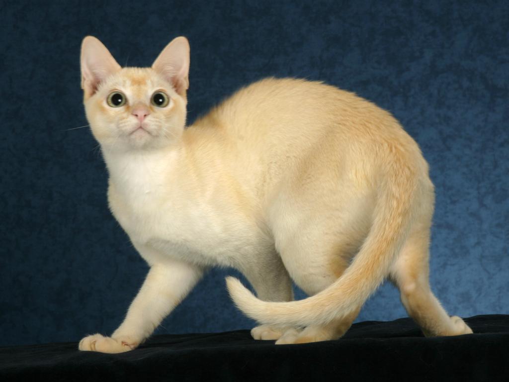 Cat Breeds Pictures and Information