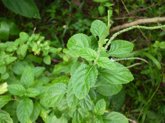 White Potter Weed - Sudu Balu Naguta | SL Flora