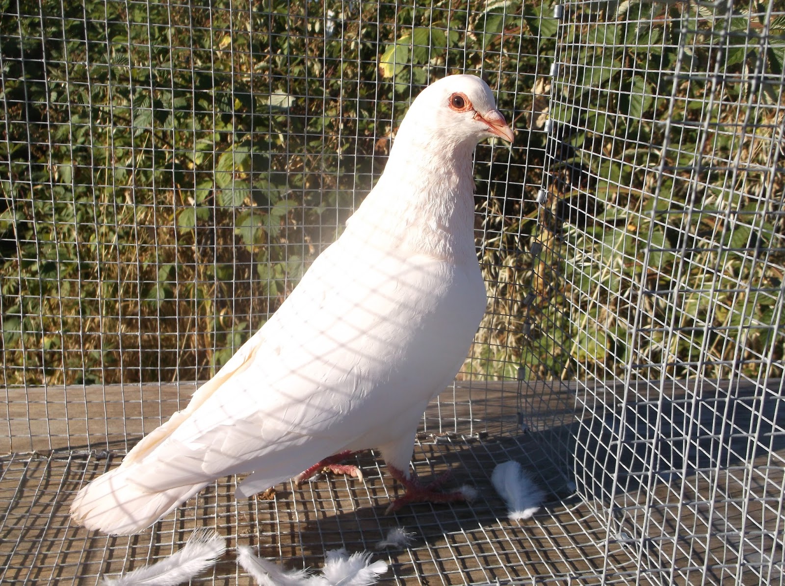 How To Raise Pigeons For Meat: My Utility Pigeons