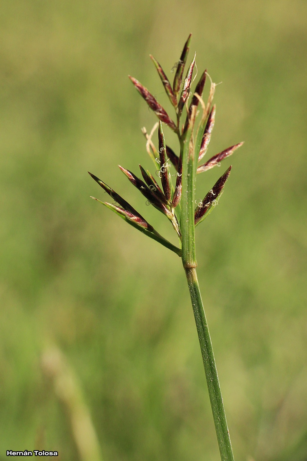 Flora Bonaerense: Juncia real (Cyperus rotundus)