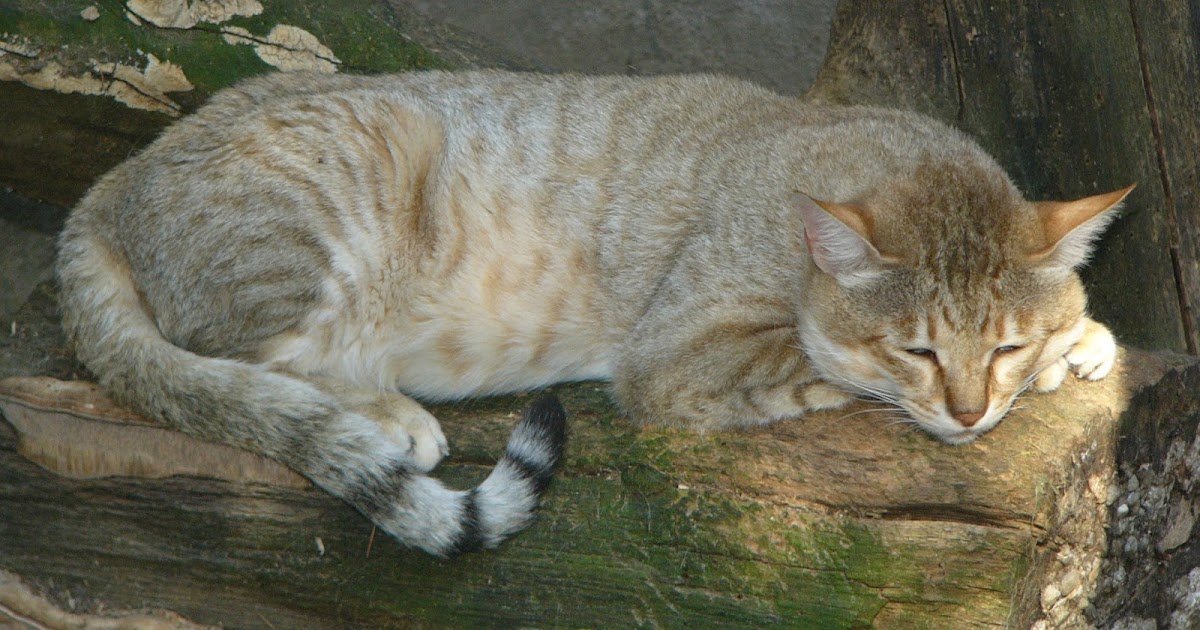 Abe's Animals: Arabian wildcat