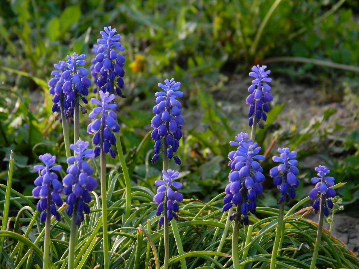 LA MULTI ANI, ROMANIA!: Flori mov