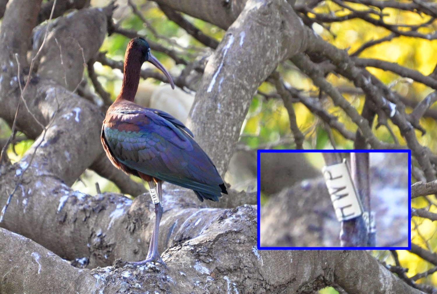 La otra orilla - Aves de Marruecos: Morito común (Plegadis falcinellus)